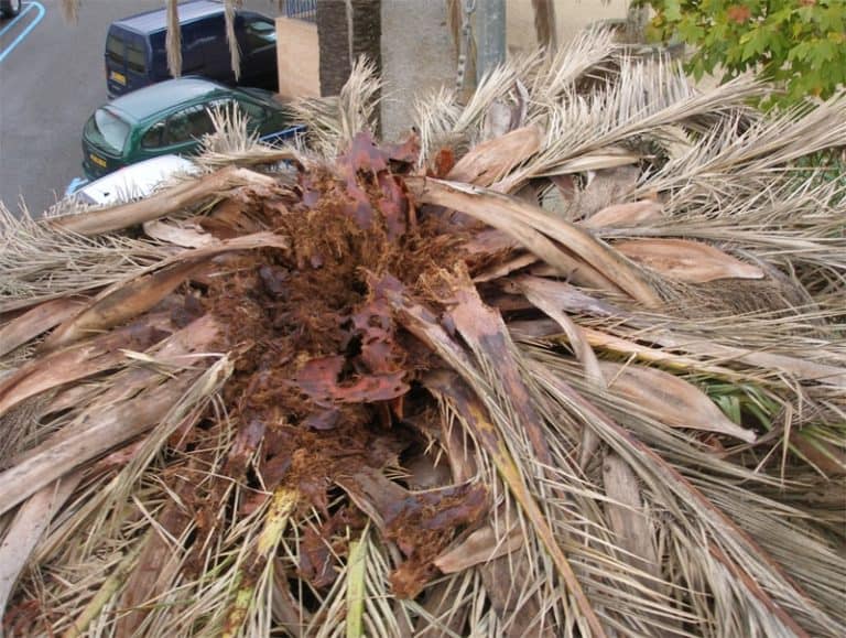 Charançon rouge du palmier : menaces et solutions